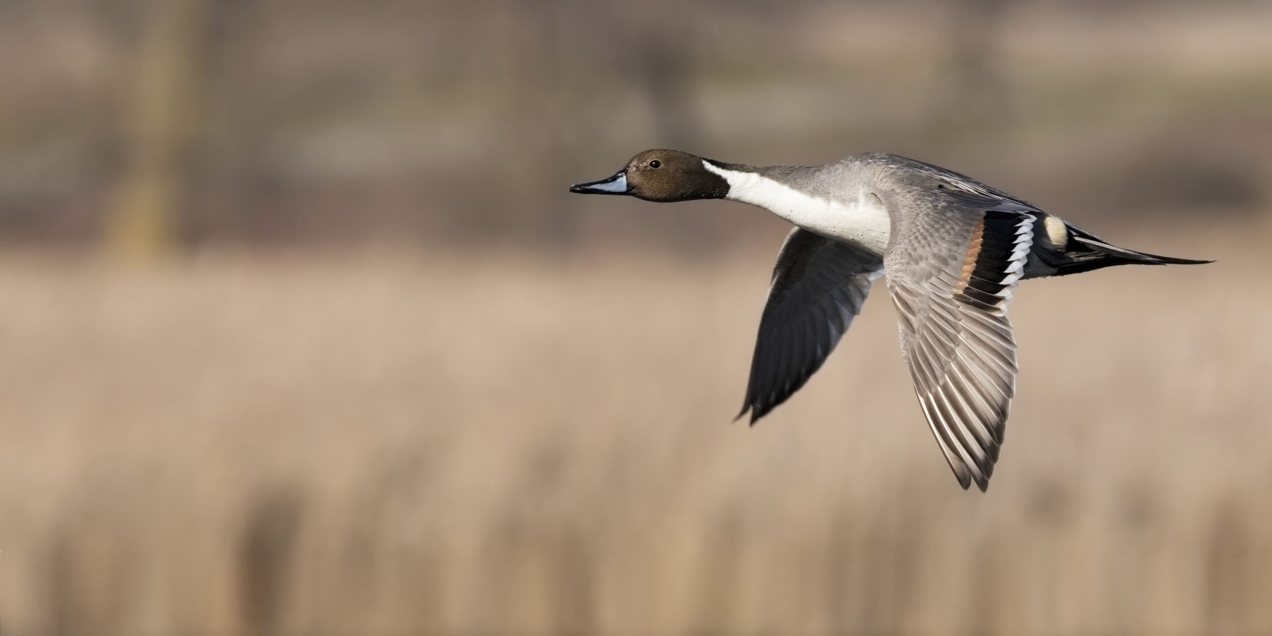 Guided Hunting in Anahuac TX | Fin & Fowl Outfitters
